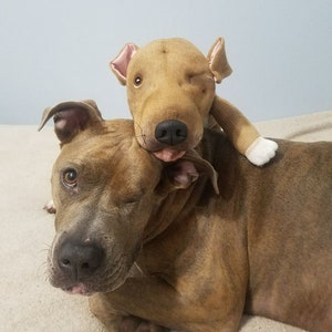 CUSTOM Pitbull Replica, Pit Bull Stuffed Animal, Plush Pitbull, Bully ...