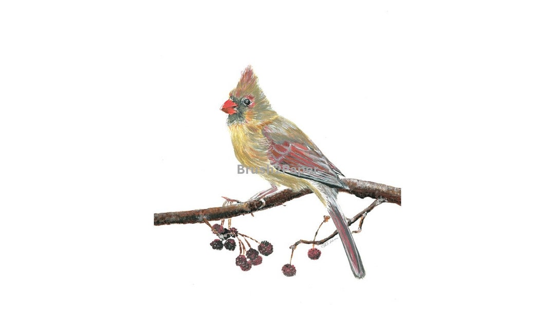 Cardinal-female Painting, Digital Print - Etsy