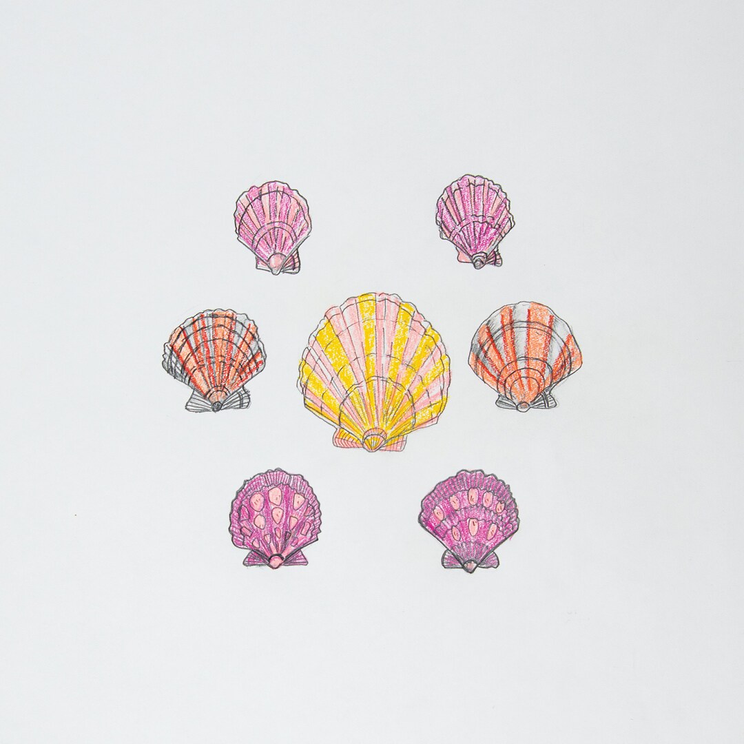 Pencil Drawing Seashell Print, Shell Coastal Artwork, Beach House Decor ...