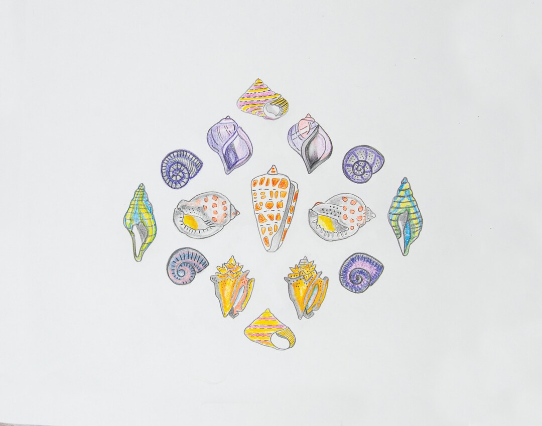 Pencil Drawing Seashell Print, Shell Coastal Artwork, Beach House Decor ...