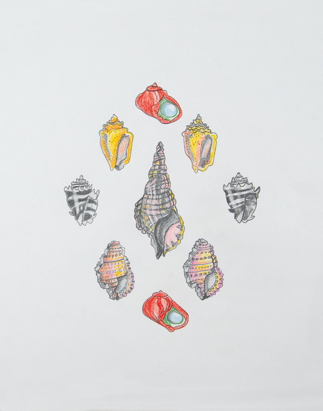 Pencil Drawing Seashell Print, Shell Coastal Artwork, Beach House Decor ...