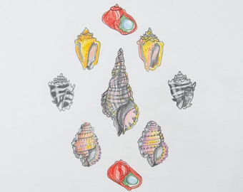 Pencil Drawing Seashell Print, Shell Coastal Artwork, Beach House Decor ...