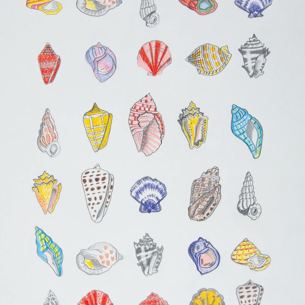 Seashell Drawings - Etsy