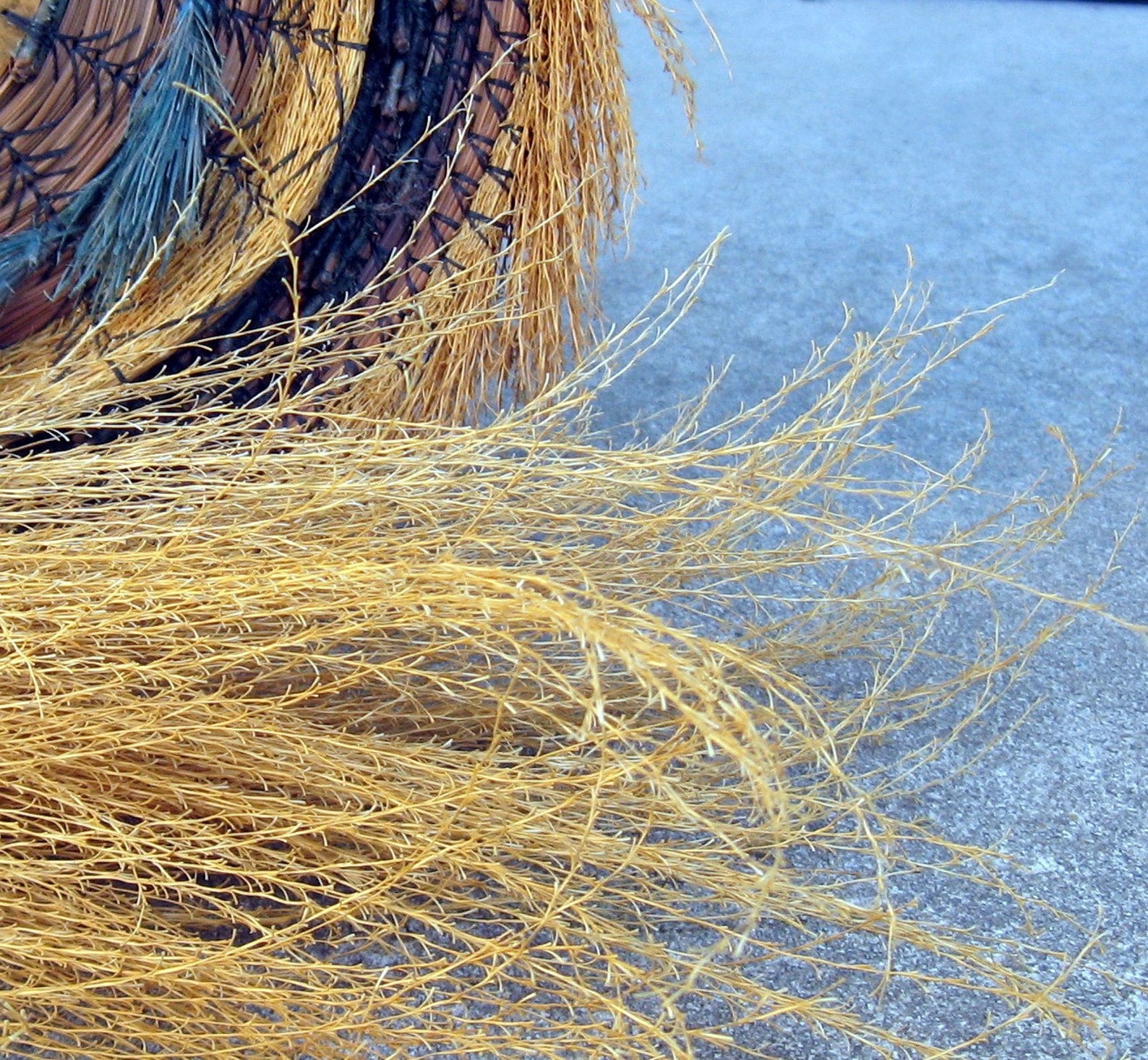 Miscanthus Grass Accent Stems 50 for Coiled Basket Giant Maiden Grass ...