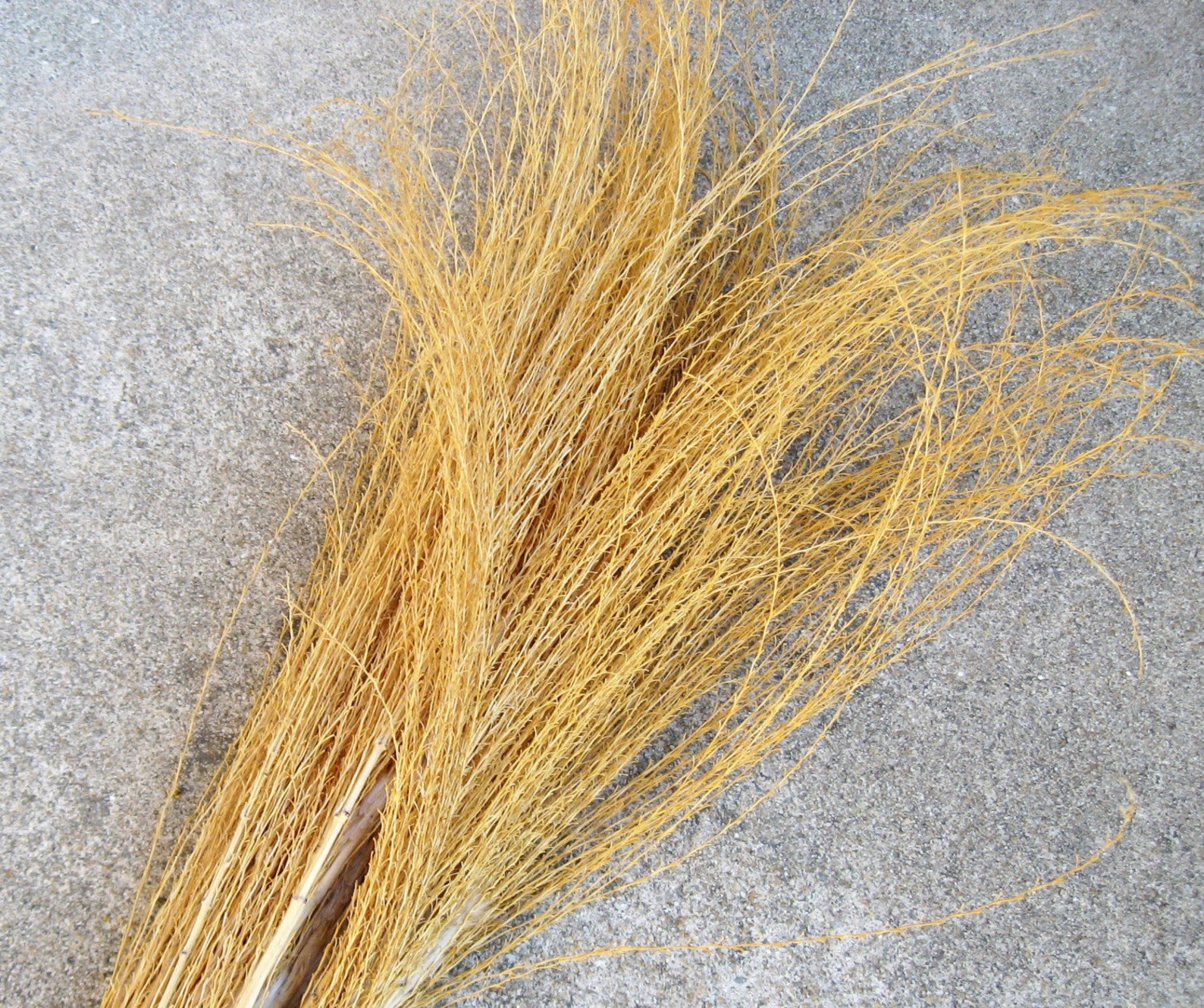Miscanthus Grass Accent Stems 50 for Coiled Basket Giant Maiden Grass ...