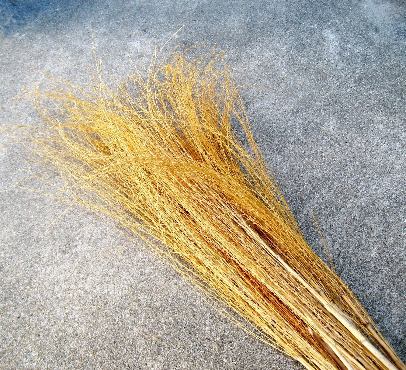Miscanthus Grass Accent Stems 50 for Coiled Basket Giant Maiden Grass ...
