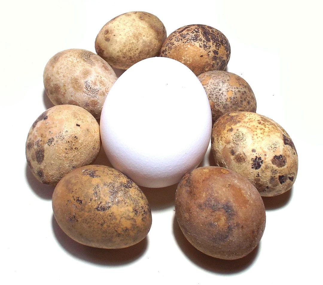 Egg Gourds 8 Tiny Easter Crafts Ornaments Natural Bowl Filler Gourd Art ...