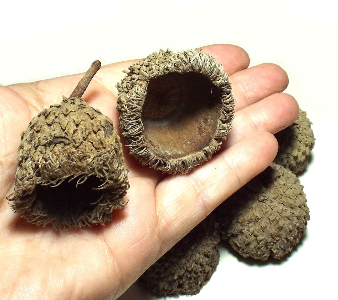 Huge Acorn Caps 8 Bur Oak Caps Felted Acorn Supply 1 Inch Tall or Over ...