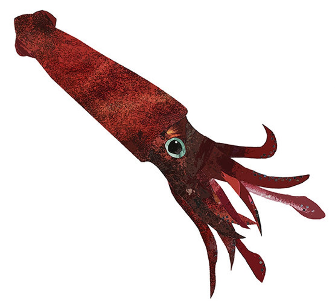 Squid 8.5 X 11 Print of Original Collage - Etsy Canada