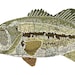 Indiana State Fish, Map Art, Nature Outdoor Art, Vintage Map Art, Art ...