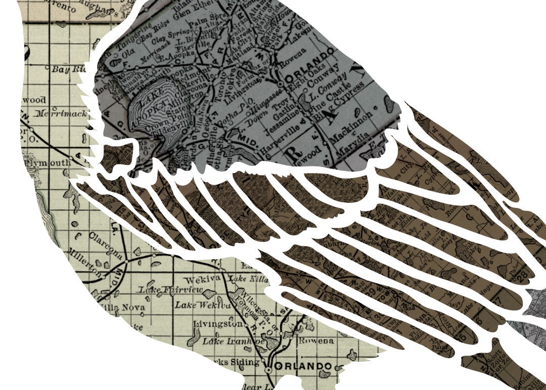 Florida State Bird Nature Art Outdoor Art Vintage Map Art - Etsy