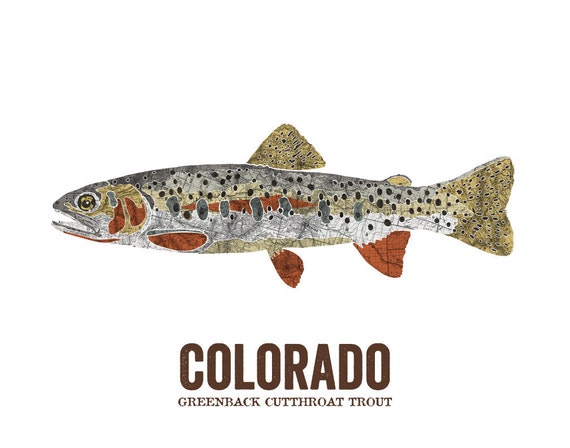 Colorado State Fish