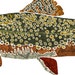 Vermont State Fish, Nature Art, Outdoor Art, Vintage Map Art, Art Print ...