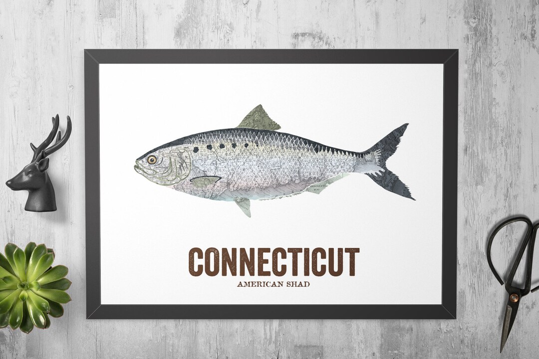 Connecticut State Fish, Map Art, Nature Outdoor Art, Vintage Map Art ...