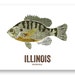 Illinois State Fish, Map Art, Nature Outdoor Art, Vintage Map Art, Art ...