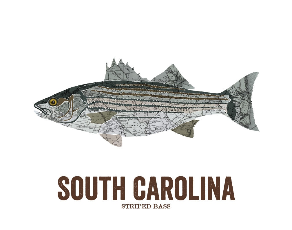 South Carolina State Fish Map Art Nature Outdoor Art - Etsy