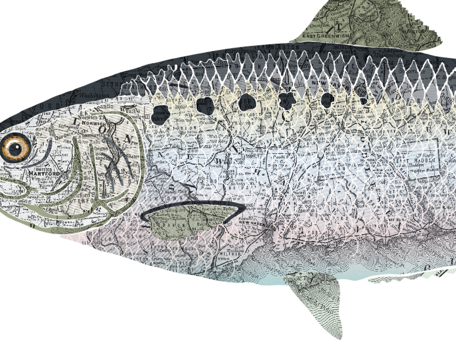 Connecticut State Fish Map Art Nature Outdoor Art Vintage | Etsy