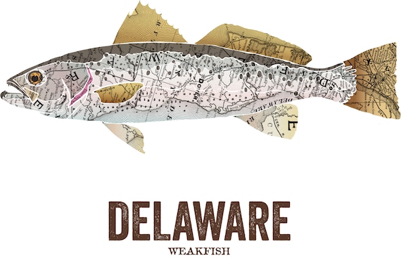 Delaware Weakfish