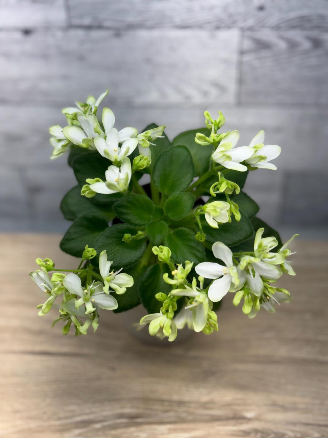 African Violet PLANT wesleys Swamp Monster Miniature - Etsy