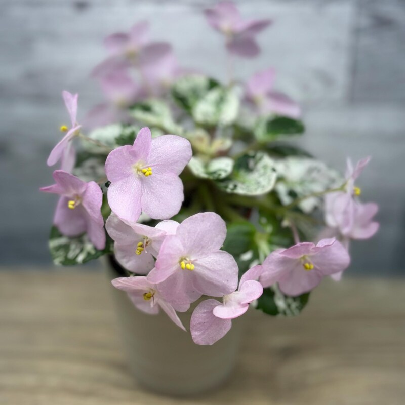 Variegated African Violet - Etsy