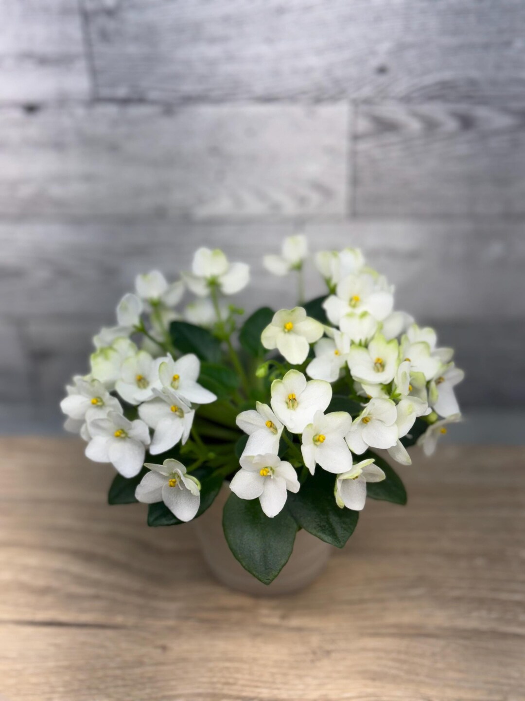 African Violet PLANT macs Elegant Emerald Miniature - Etsy