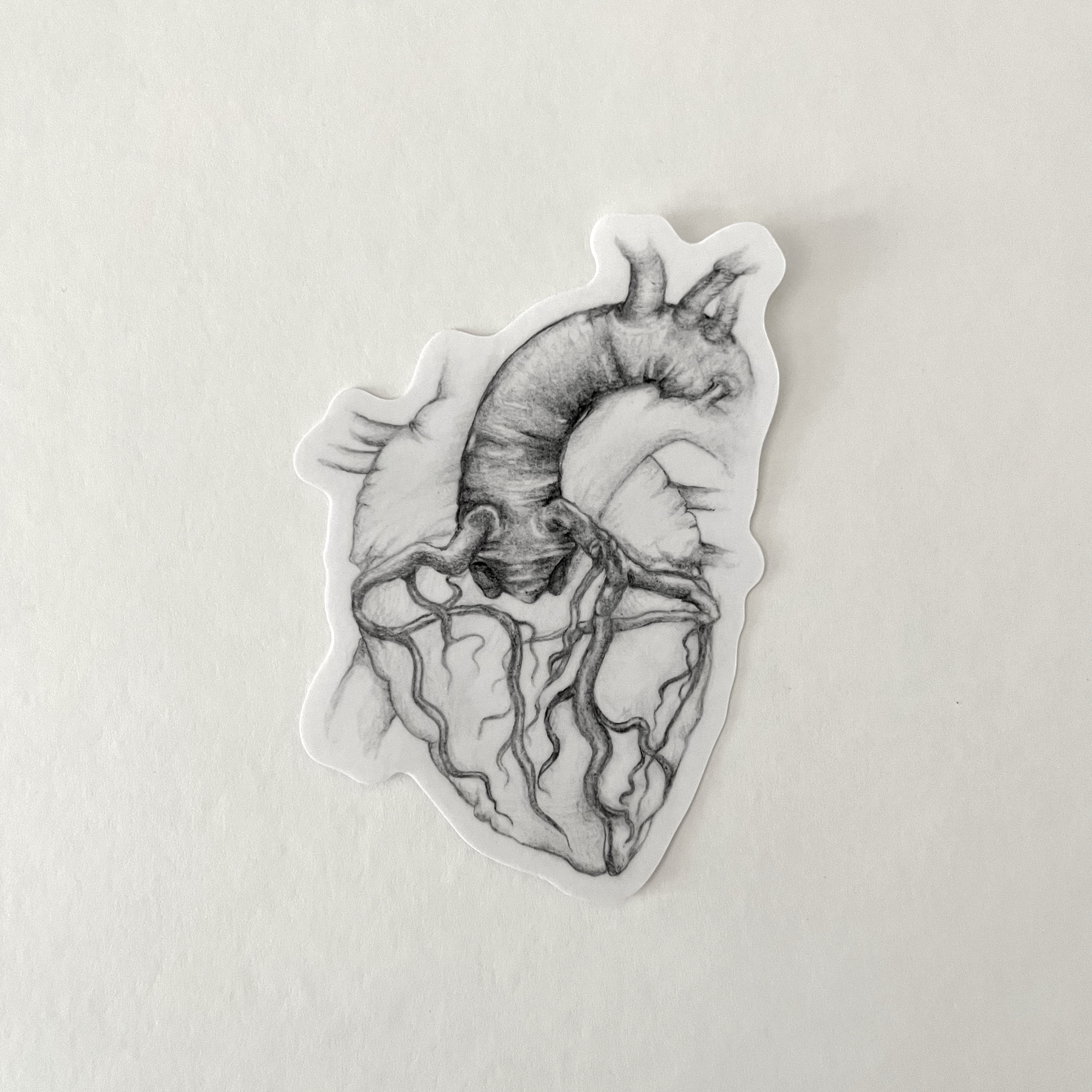 Aorta/coronary Arteries/anatomical Heart Sticker - Etsy