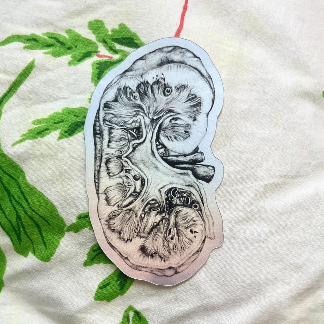 Chromatic Silver Kidney Sticker - Etsy