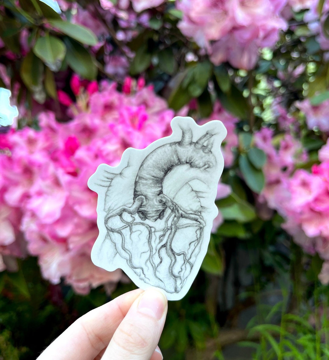 Aorta/coronary Arteries/anatomical Heart Sticker - Etsy