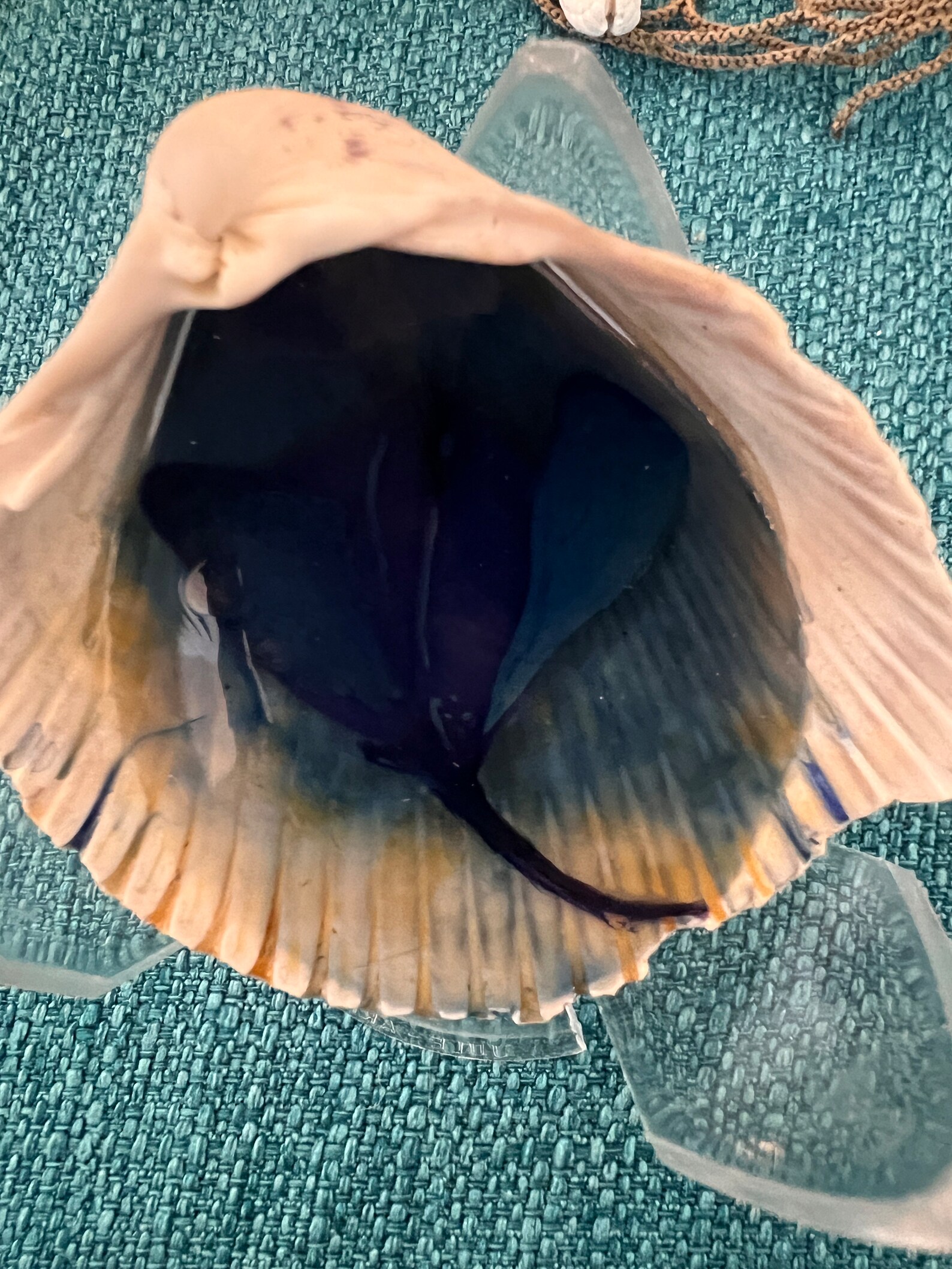 Surprise Stingray Inside Cockle Sea Shell - Etsy