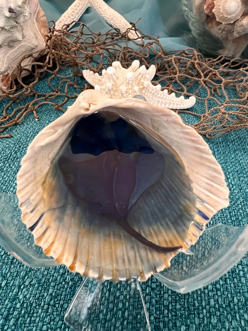 Surprise Stingray Inside Cockle Sea Shell - Etsy
