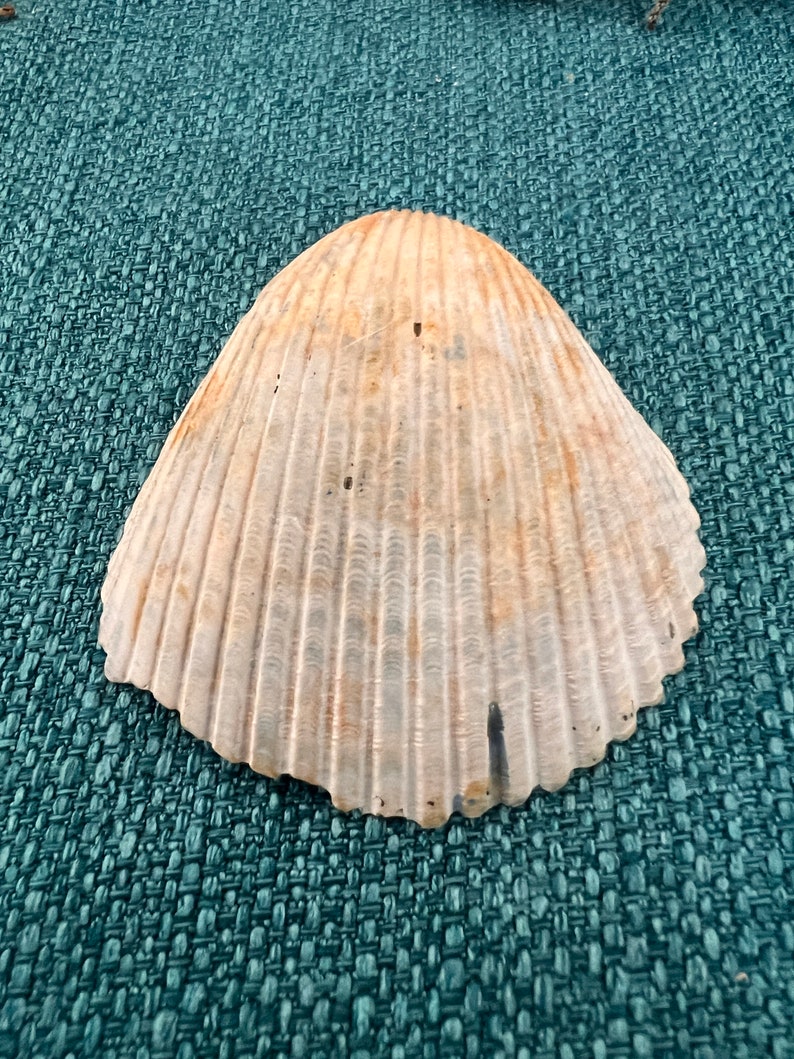 Surprise Stingray Inside Cockle Sea Shell - Etsy