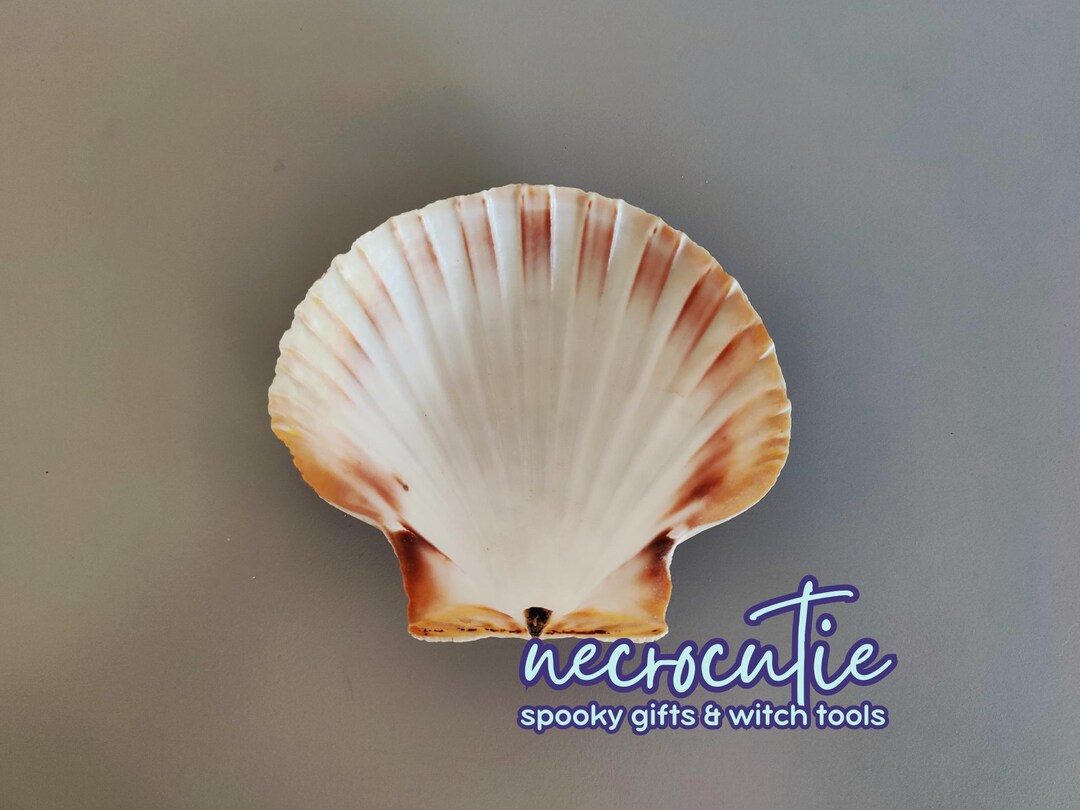 Aphrodite Altar Essential: Extra-large Shells for Goddess Offerings - Etsy