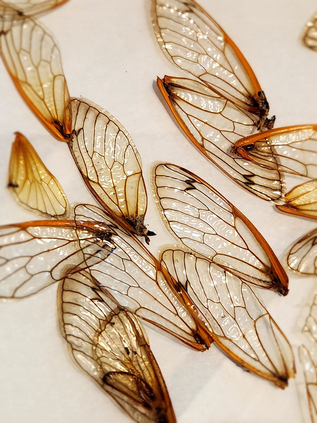 Real Cicada Wings for Fairy Curiosity Jars, Cottagecore Crafts ...