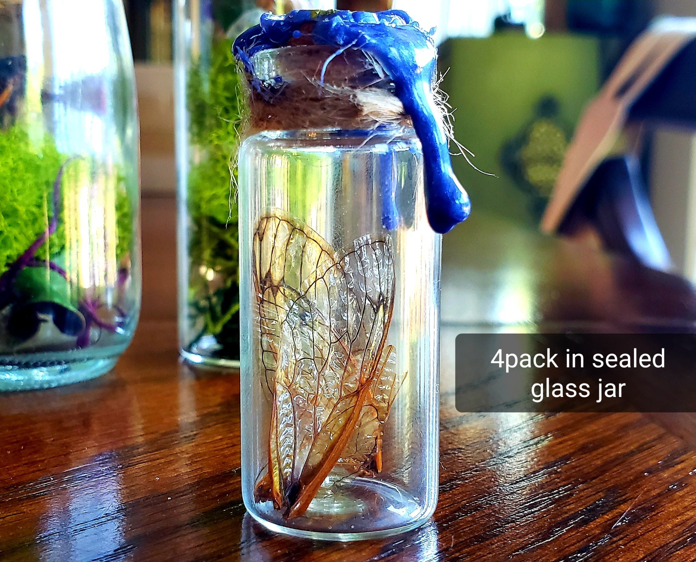 Real Cicada Wings for Fairy Curiosity Jars, Cottagecore Crafts ...