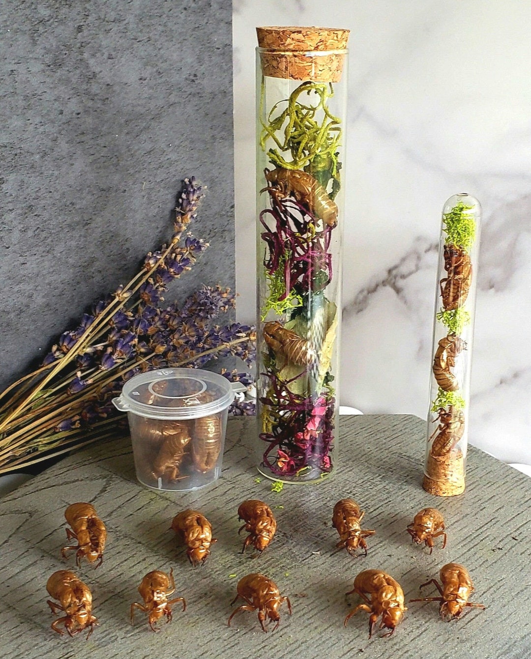 Cicada Exoskeletons for Halloween Decor, Terrarium Oddity, Curiosity ...