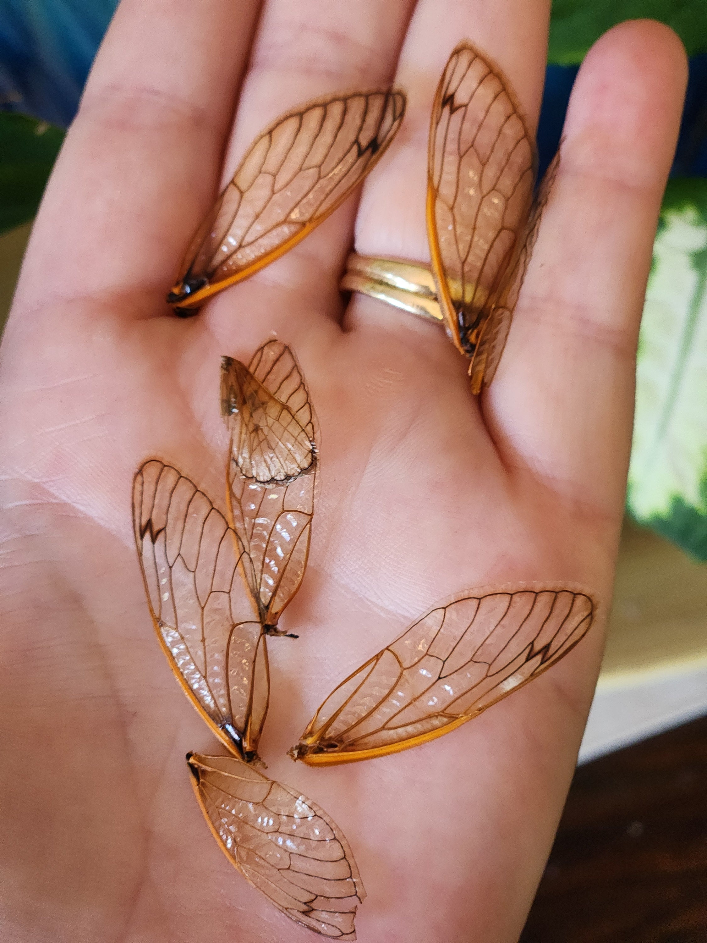 Real Cicada Wings for Fairy Curiosity Jars, Cottagecore Crafts ...