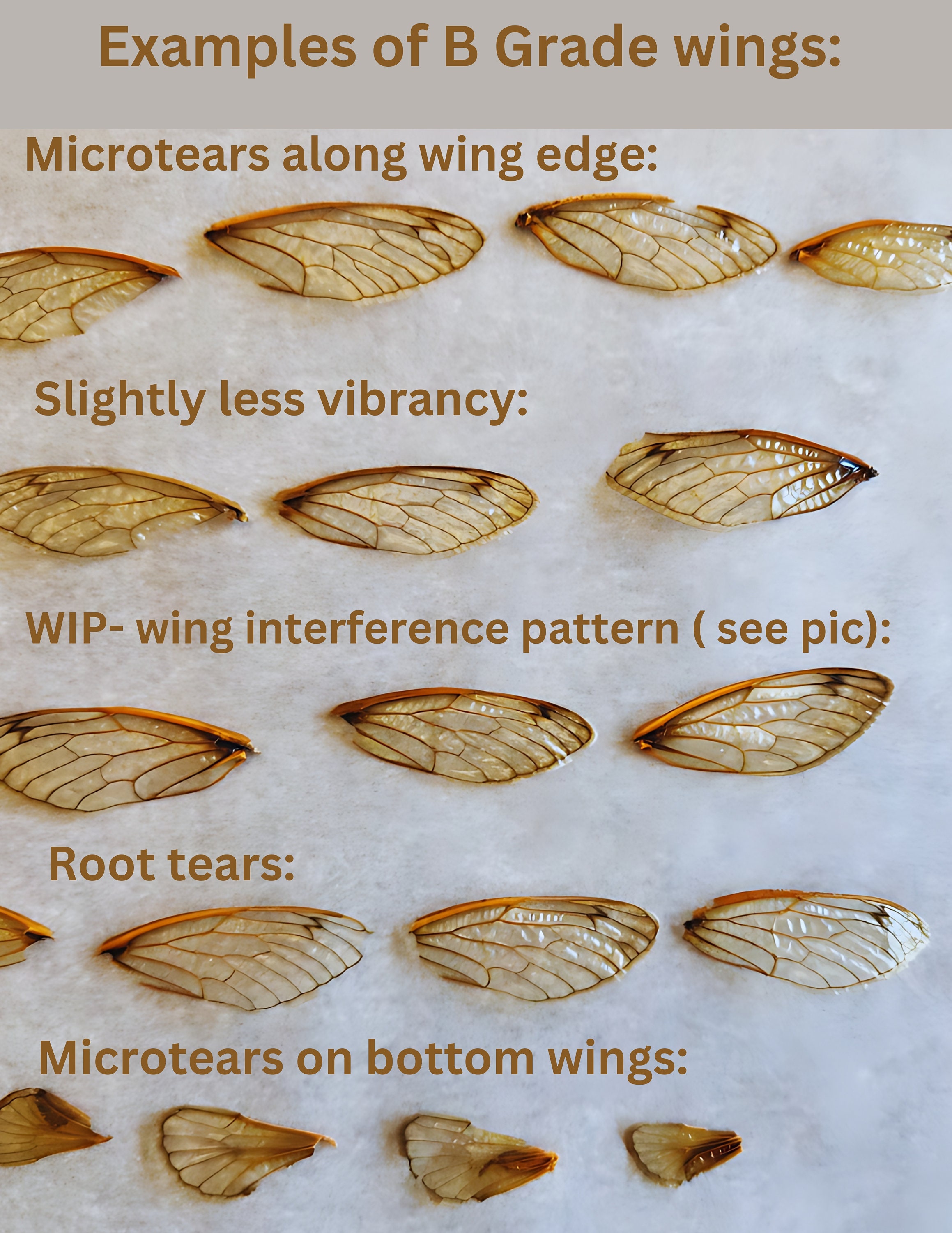 Real Cicada Wings for Fairy Curiosity Jars, Cottagecore Crafts ...
