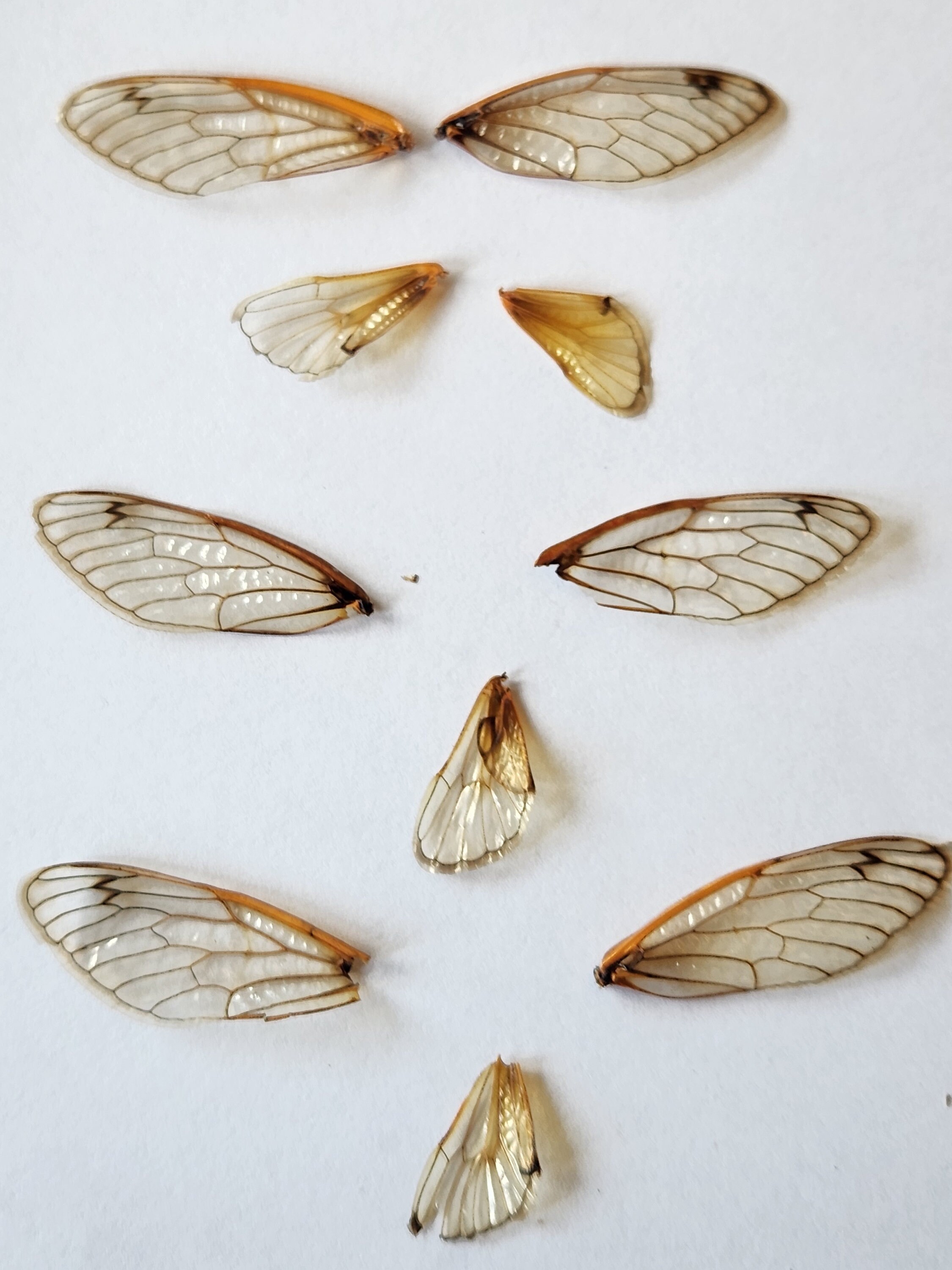 Real Cicada Wings for Fairy Curiosity Jars, Cottagecore Crafts ...
