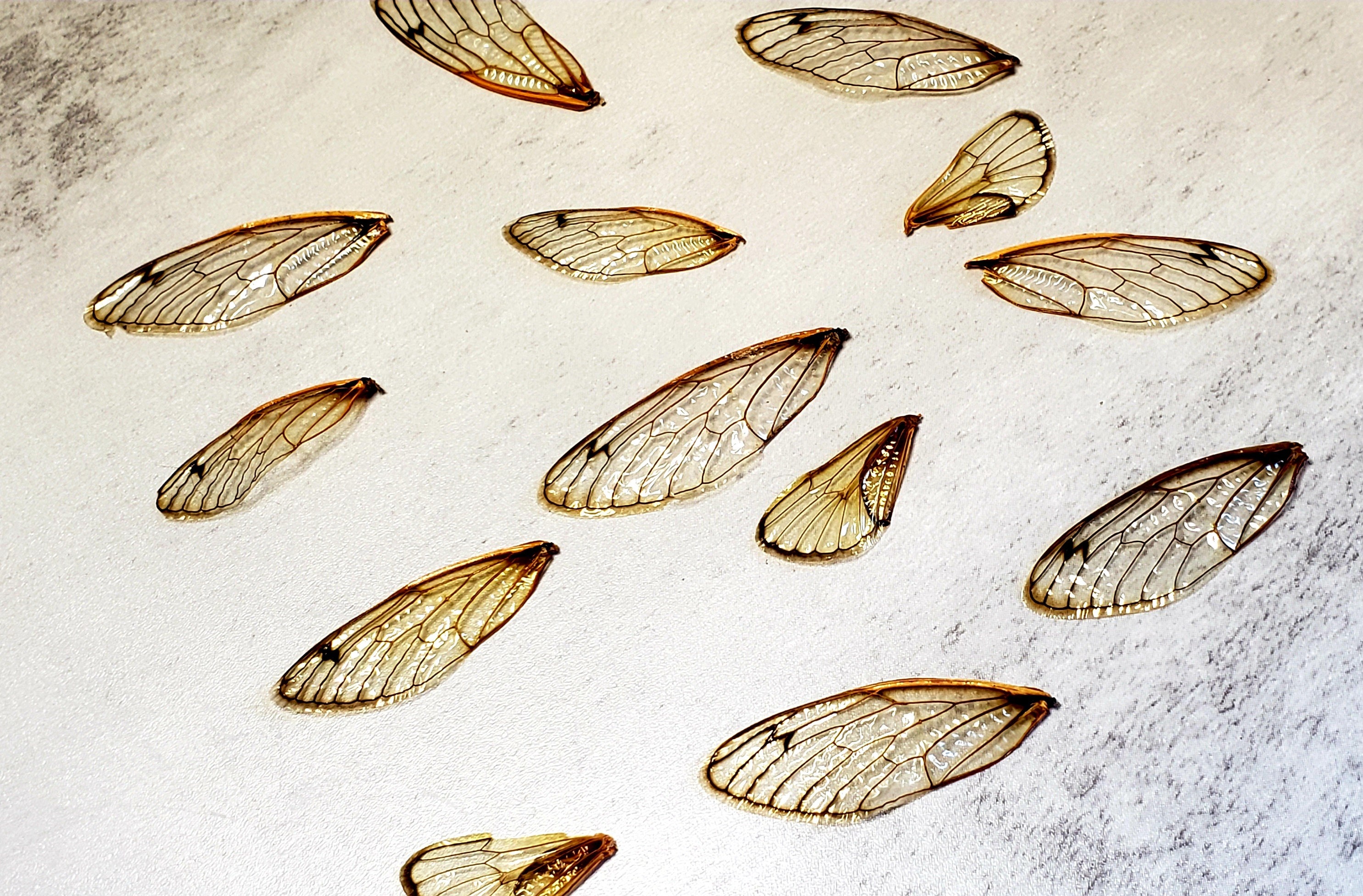 Real Cicada Wings for Fairy Curiosity Jars, Cottagecore Crafts ...