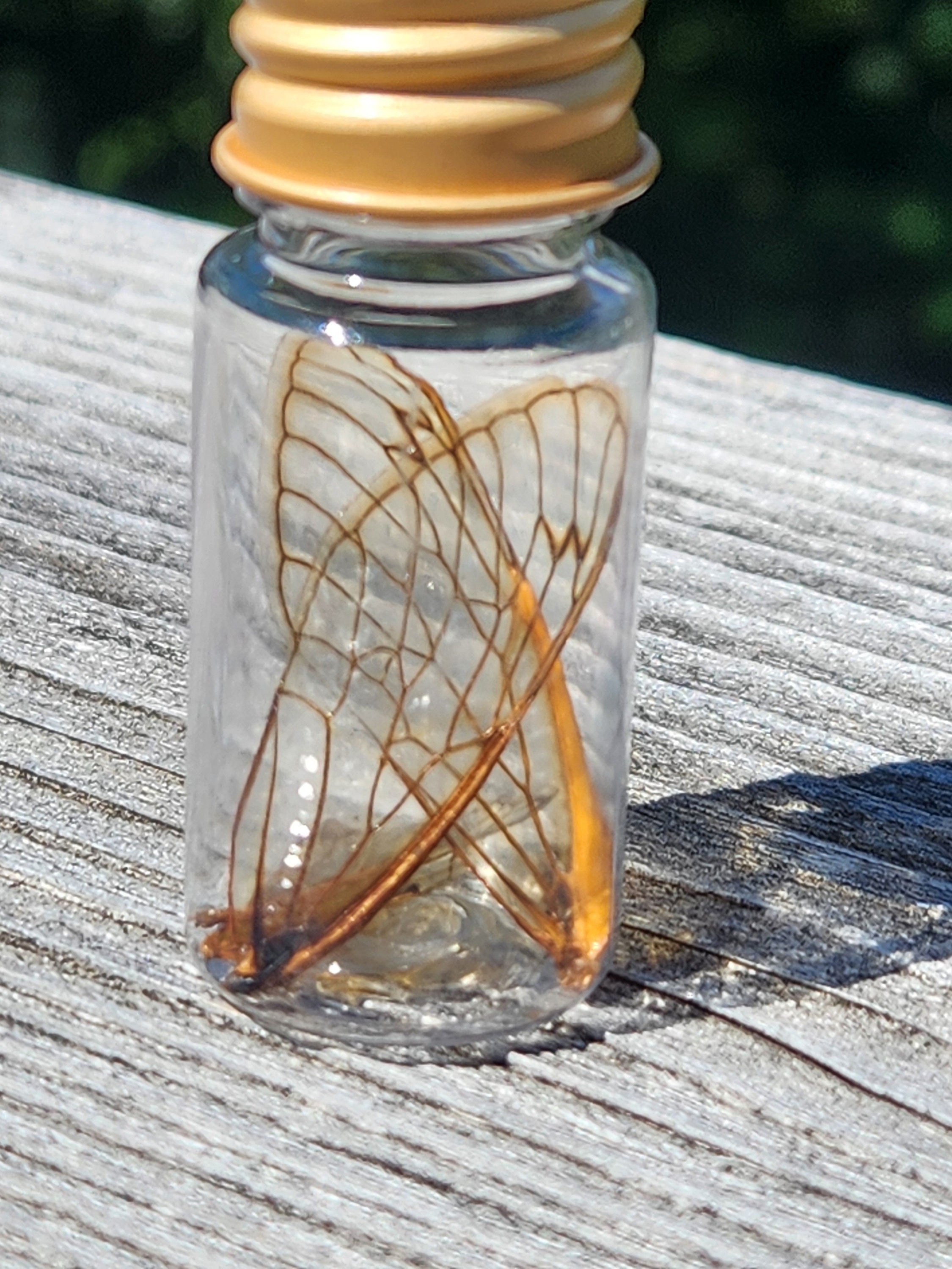 Real Cicada Wings for Fairy Curiosity Jars, Cottagecore Crafts ...
