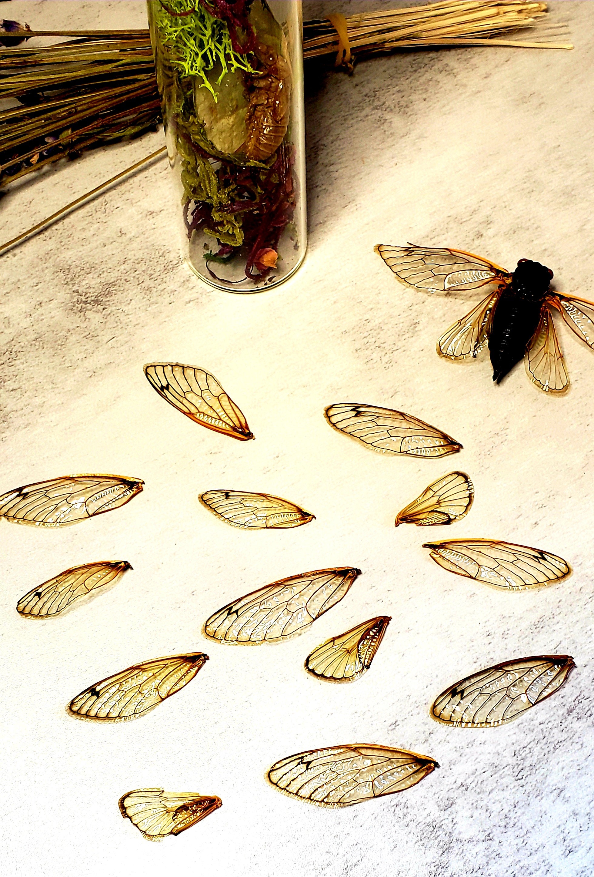 Real Cicada Wings for Fairy Curiosity Jars, Cottagecore Crafts ...