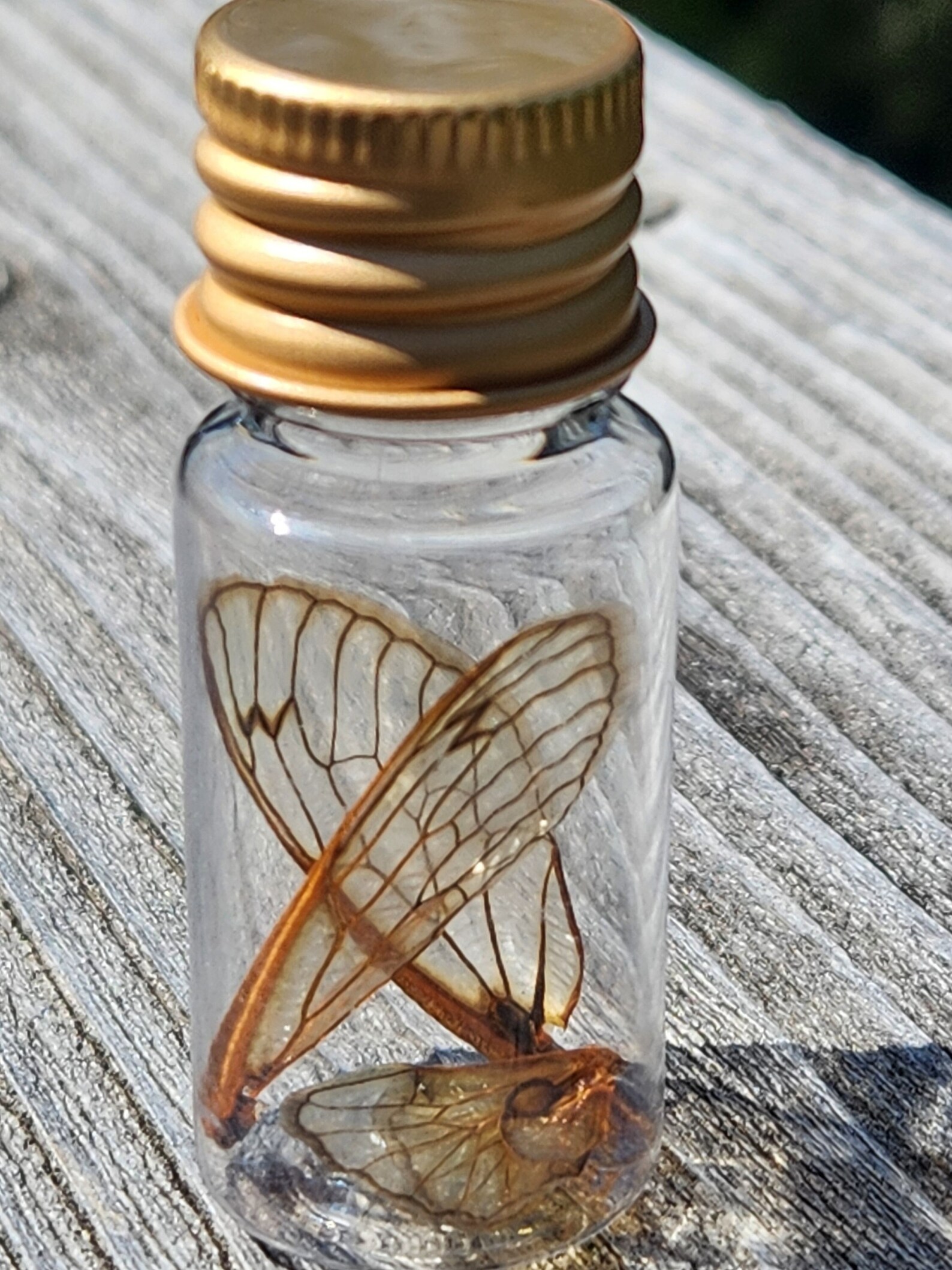 Real Cicada Wings for Fairy Curiosity Jars, Cottagecore Crafts ...