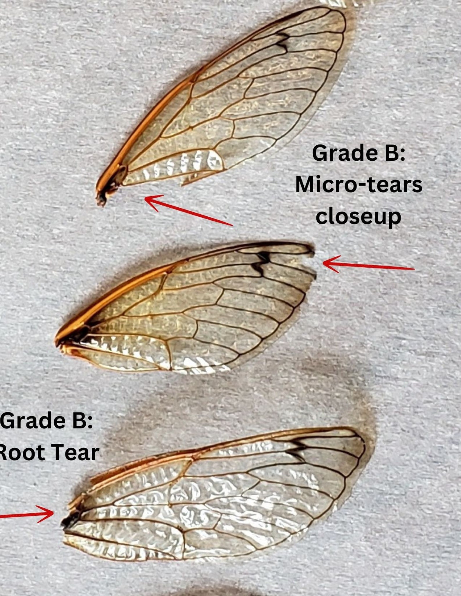 Real Cicada Wings for Fairy Curiosity Jars, Cottagecore Crafts ...