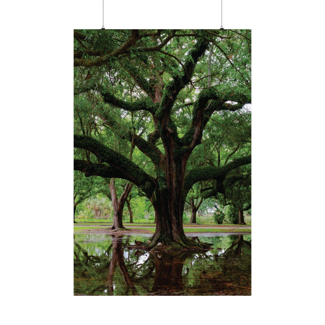 New Orleans Oak Trees Poster - Etsy