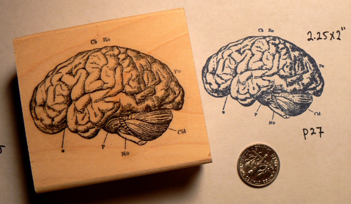 Human Brain-anatomy Rubber Stamp WM P27 - Etsy