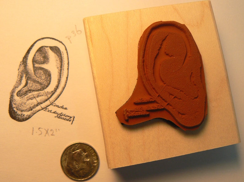 Anatomical Ear Rubber Stamp P36 | Etsy