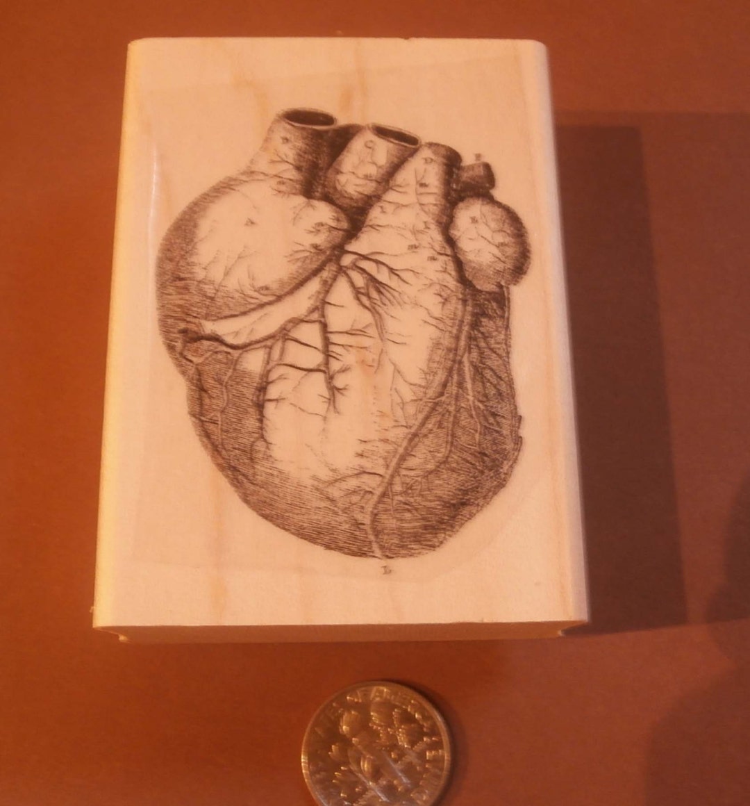 Anatomical Heart Rubber Stamp P20 - Etsy