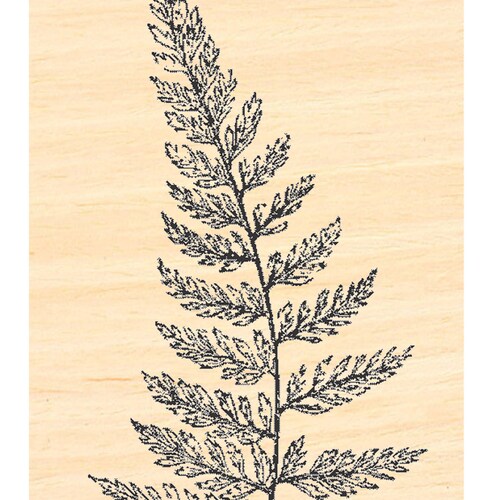 Large Fern Rubber Stamp From Oldislandstamps - Etsy