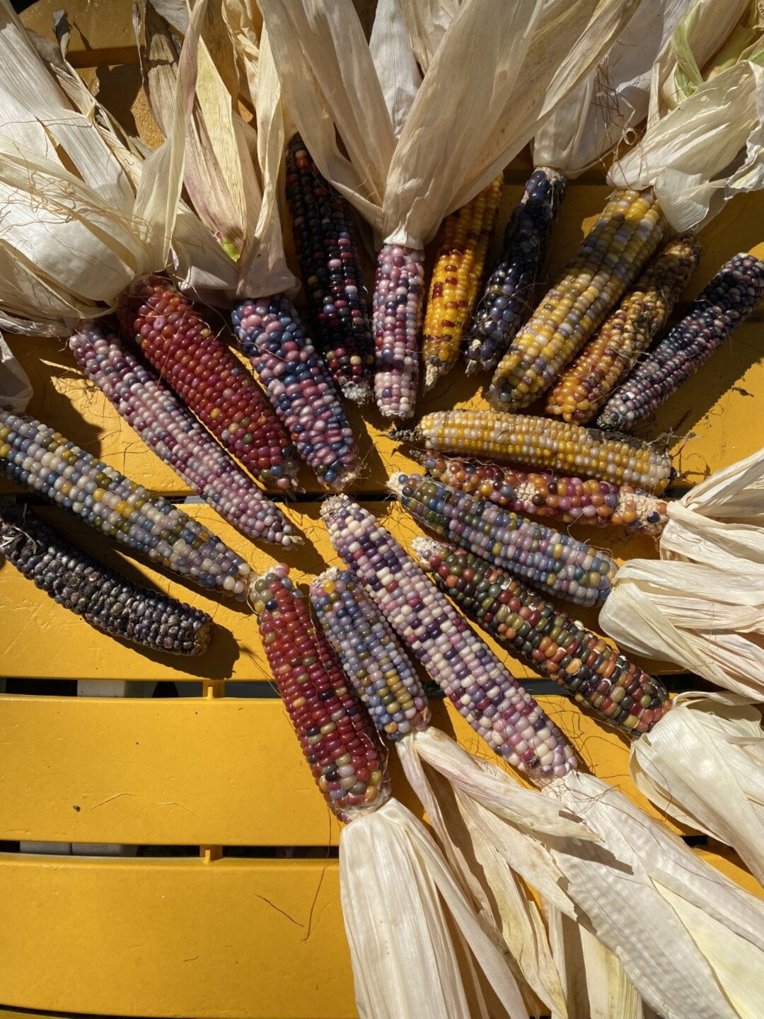 Our Own Organic Gemstone Corn- Jewel Corn Seeds- 20 Seeds - Etsy