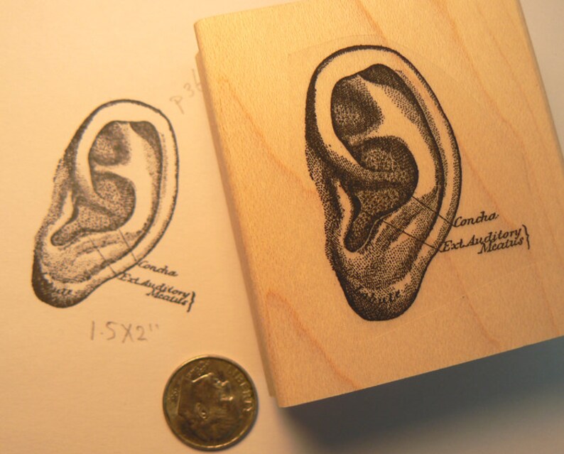 Anatomical Ear Rubber Stamp P36 | Etsy